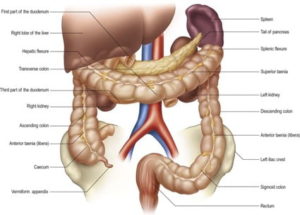 Distensão Abdominal – Gastroclinic